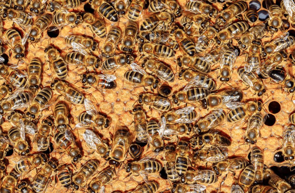Propolis – Bienen-Wissen